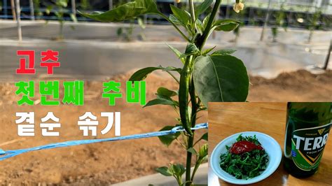 고추 정식 후 첫번째 추비 방법 및 곁순 솎기 작업 Youtube