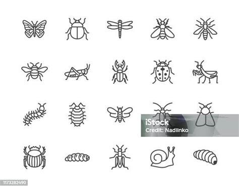 곤충 플랫 라인 아이콘 설정 나비 버그 덩어리 딱정벌레 메뚜기 바퀴벌레 풍뎅이 꿀벌 애벌레 벡터 그림 곤충 해충에 대한 개요 징후 픽셀 완벽한 64x64 편집 가능한