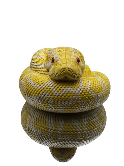Python Molurus Bivittatus “albino” Herpinges