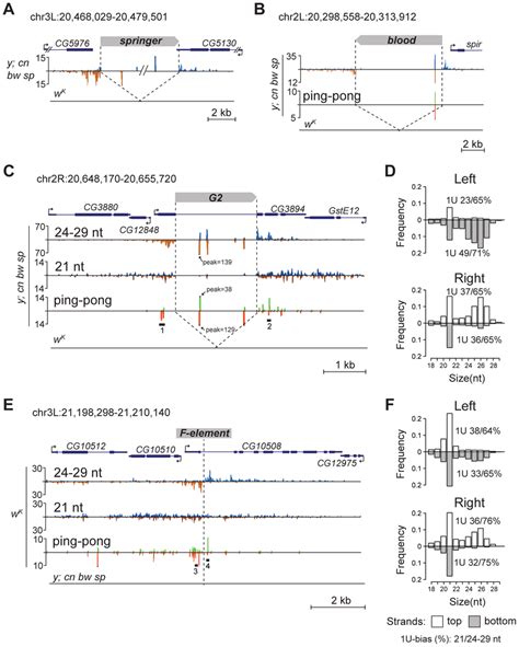 Te Insertions Generate Double Stranded Mixed Pi And Endo Sirna