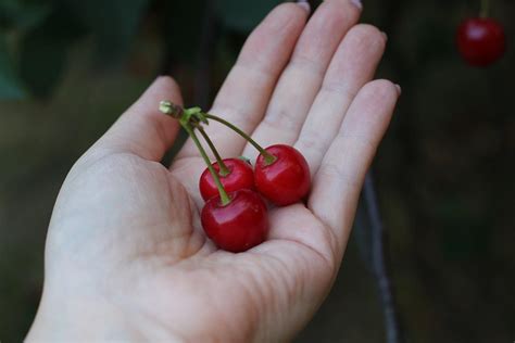 Gambar Buah Tangan 53 Koleksi Gambar