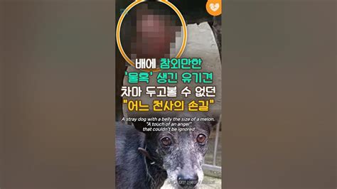 배에 참외만한 물혹 생긴 유기견 차마 두고볼 수 없었던 어느 천사들의 손길 Shorts 강아지 유기견 Youtube