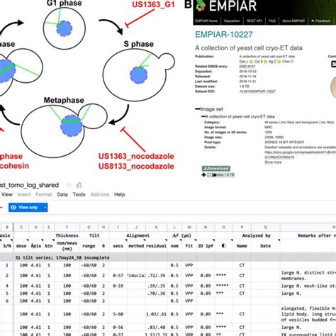 Yeast Cryo Et Dataset Summary A Yeast Cell Cycle Stages Sampled By