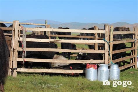 Улсын хэмжээнд 18 сая төл мал бойжиж байна