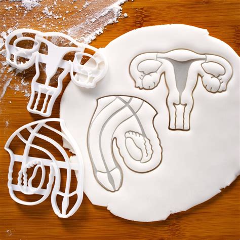 Penis Anatomy Cookie Cutter Sex Organ Biscuits Cookies Etsy