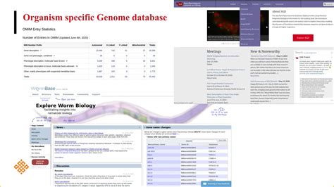 bioinformatics algorithms and its basics pptx databases computer