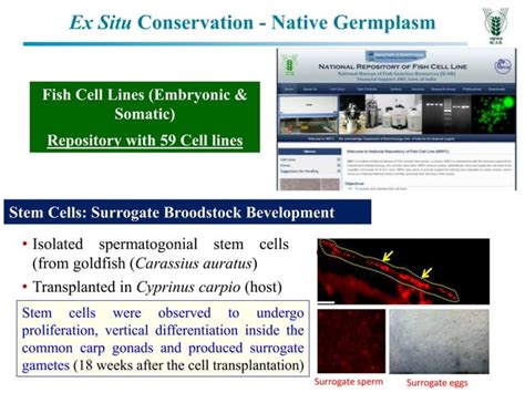 Applications Of Biotechnologies In Ex Situ Conservation Characterization And Utilization Of