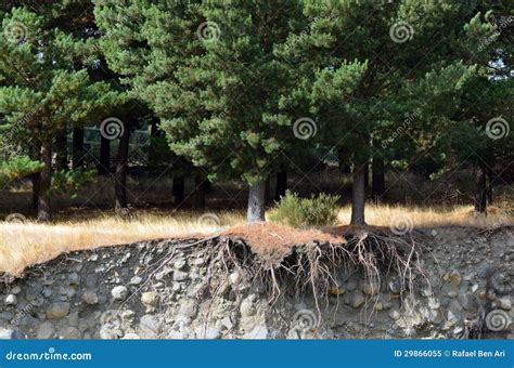 Tree Roots Stock Image Image Of Root Wood Environment 29866055