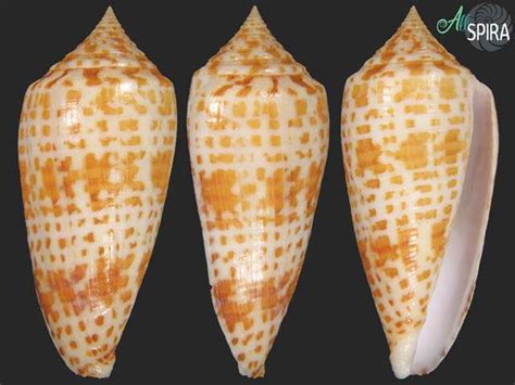 Conus Lynceus Allspira
