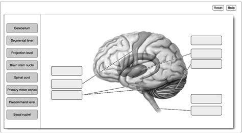 Cerebellum Segmental Level Projection Level Brain Stem Nuclei Spinal Cord Primary Motor Cortex