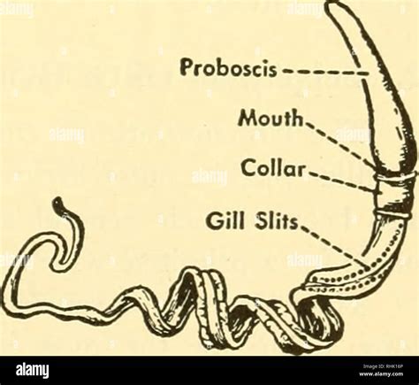 Subphylum Vertebrata