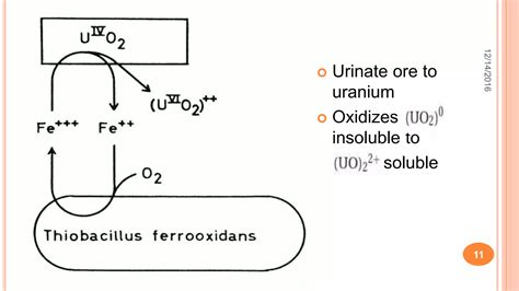 Field Application Of Metal Microbe Interaction Pptx