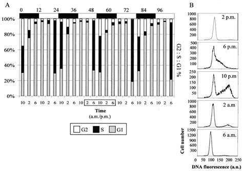 Synchronization Of Prochlorococcus Sp Strain Pcc 9511 By Modulated L D Download Scientific