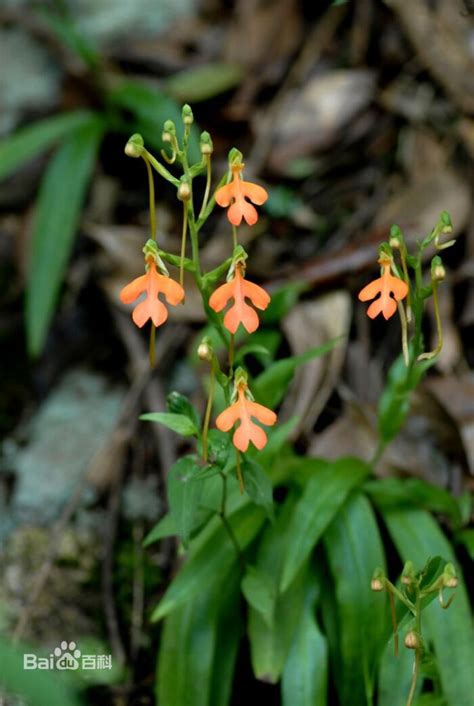 兰科玉凤花属植物鹅毛玉凤花Habenaria dentata SwartzSchlecht Habenaria miersiana