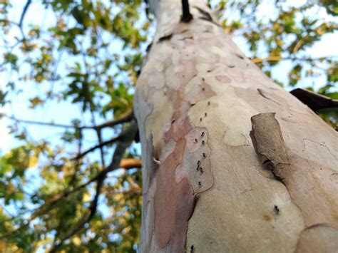 Trees In California That Shed Bark At Gabriel Williamson Blog