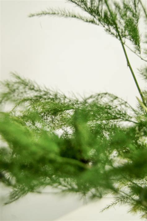 Asparagus Setaceus Pyramidalis Green Room