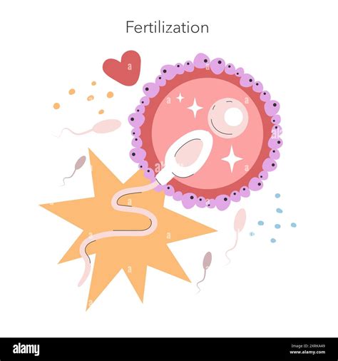 Fertilization Concept Fun Depiction Of Sperm Meeting Egg During