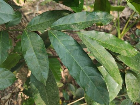 Harpullia Cupanioides · Naturalista Colombia