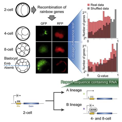 Rainbow Seq Combining Cell Lineage Tracing With Single Cell RNA