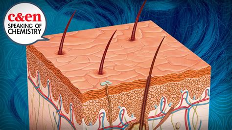Why Does Hair Turn Gray Galhairs