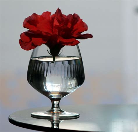 Роза в бокале (66 фото)