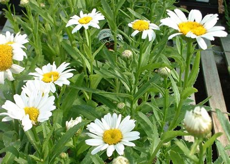 Shasta Daisy Becky Tree Top Nursery Landscape Inc