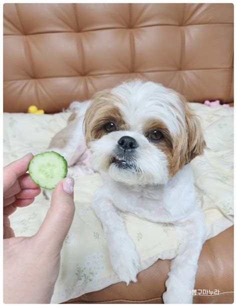 강아지 오이 먹어도 될까 오이씨 껍질은 네이버 블로그