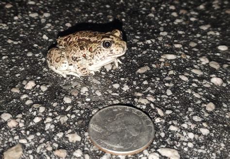 Nature Tiny Toad Has Hardened Toe Can Burrow 15 Feet Deep Rv Travel