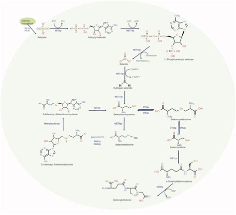 Biosynthetic Pathway Of Organic Selenium Proposed For Saccharomyces
