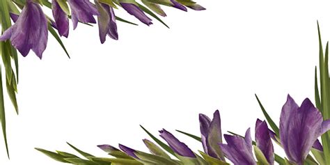 수채화 글라디올러스 식물 보라색 꽃봉오리가 있는 꽃 프레임은 손으로 그린 그림을 남긴다 0명에 대한 스톡 벡터 아트 및 기타 이미지 0명 개화기 결혼식 Istock