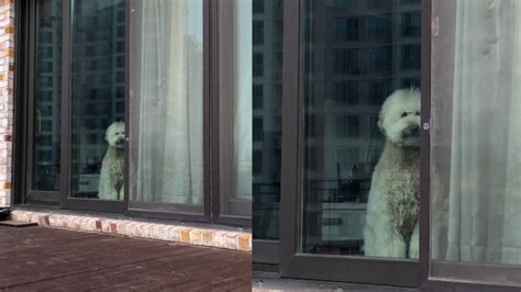 엄마 아빠가 떠나고 혼자 남겨진 강아지의 행동 관찰 Youtube