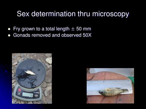 PPT Use Of Fresh Bull And Hog Testis In Sex Reversal Of Nile Tilapia Fry PowerPoint