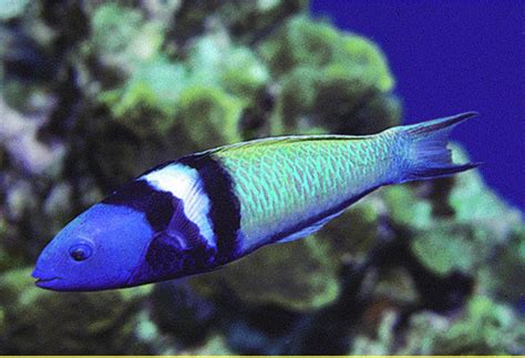 Quia Fish Identification