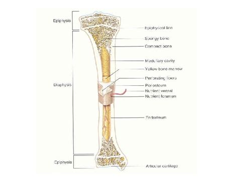 Functions Of Bone Osseous Tissue Structural Support Protection