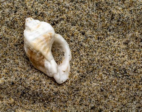 Single Seashell In The Sand Stock Image Image Of Shell Sand 107628983