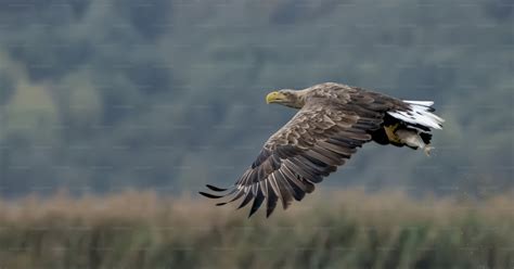 흰 꼬리 독수리 Haliaeetus Albicilla 폴란드 유럽의 오더 델타의 물에서 물고기를 꺼내 공간을 복사합니다 사진 Unsplash의 새 이미지