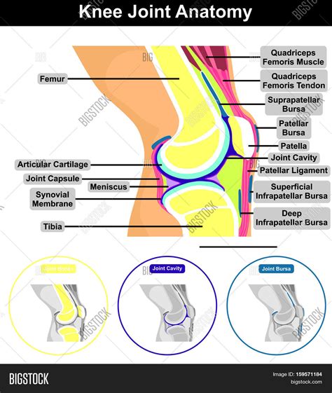 Human Knee Joint Anatomy Structure Image And Photo Bigstock