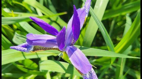 좋은 소식의 예쁜 꽃말을 지닌 타래 붓꽃 Youtube