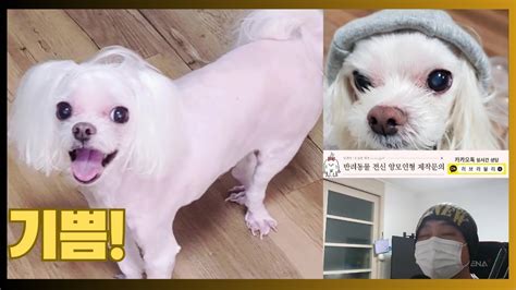 방자가 전하는 기쁨동물교감강아지교감강아지환생환생하는 강아지 만나기교감신청은 카톡knj8801로 안내 받으실수 있습니다