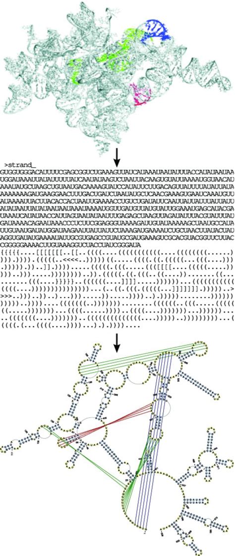 The Secondary Structure Topology Provided By Rnapdbee In Extended