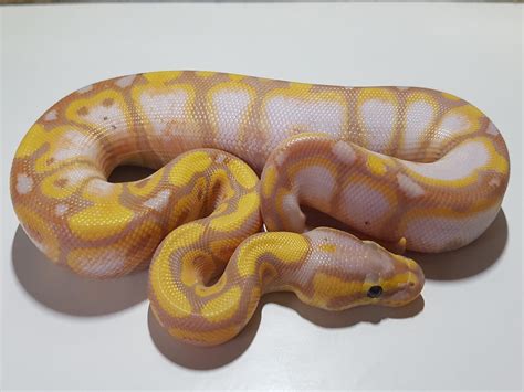 Morph List World Of Ball Pythons