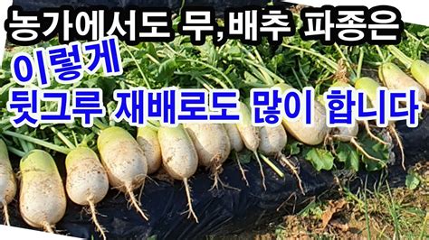 무배추씨앗 파종 일반농가에서도 이렇게 뒷그루 재배로도 많이합니다무 파종법 배추 파종법 김장무 갈기 김장배추 갈기열무씨앗 파종 무씨 파종 배추 심기 가을무