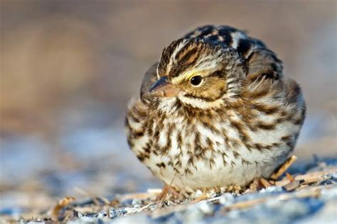 Sparrow Types And Where To Find Them Cool Wood Wildlife Park