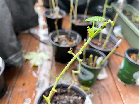 5 Easy Ways To Propagate Raspberries In Your Garden