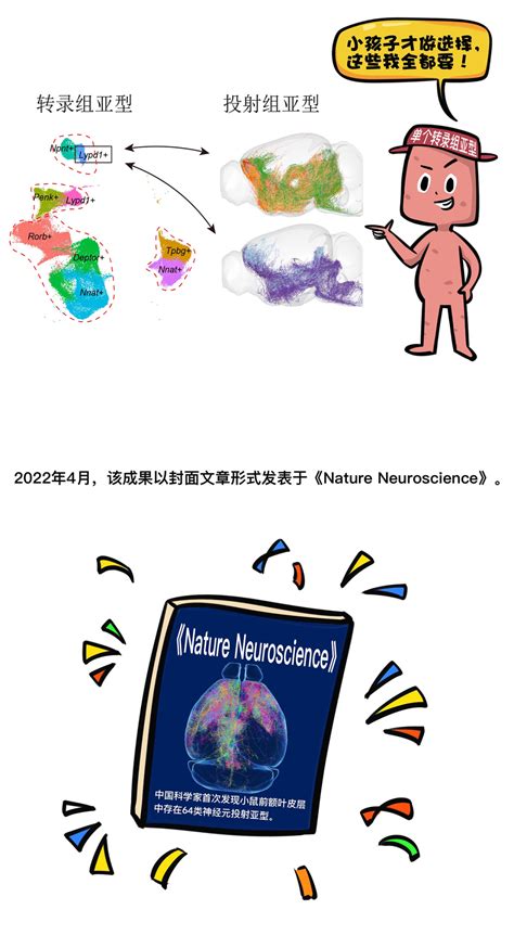 小鼠前额叶单神经元投射图谱研究取得新成果脑科学新浪财经新浪网