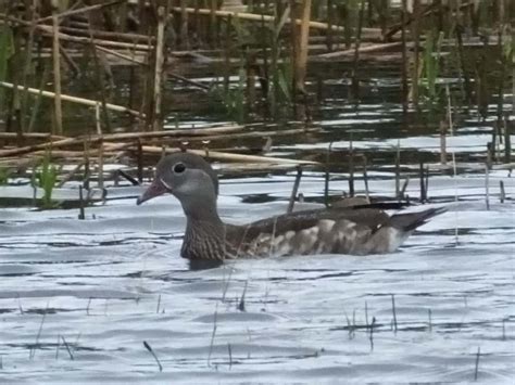 Birds And Birding In Assynt Assynt Field Club