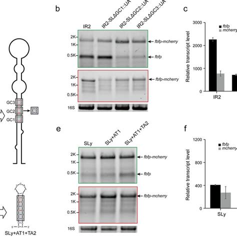 Structural Requirement Of Type Ii Stem Loops For Rna Cleavage A Download Scientific Diagram