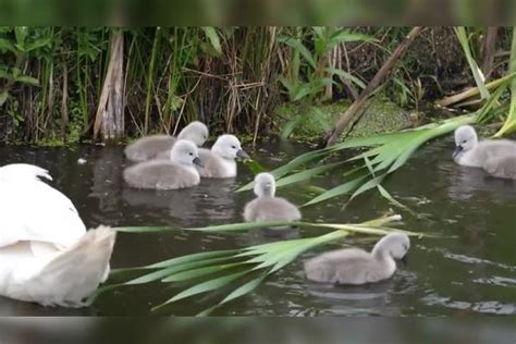 七只丑小鸭外出觅食，天鹅夫妇全程照顾有加天鹅夫妇丑小鸭