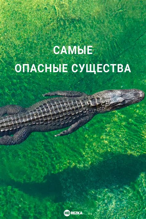 Смотреть фильм Самые опасные существа онлайн бесплатно в хорошем качестве