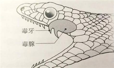 蛇类的毒牙你们了解吗还在认为剧毒的它是后沟牙蛇类吗 毒液 我国 斑颈